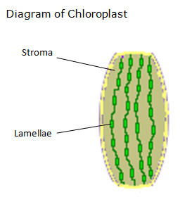 Cells and Cell Structure - Earth Site Education
