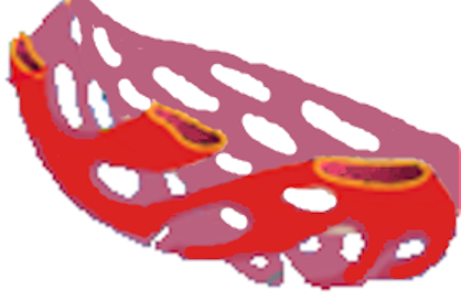 Cells and Cell Structure - Earth Site Education