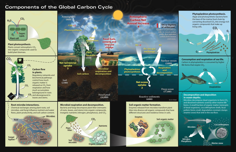 The Carbon Cycle - Earth Site Education