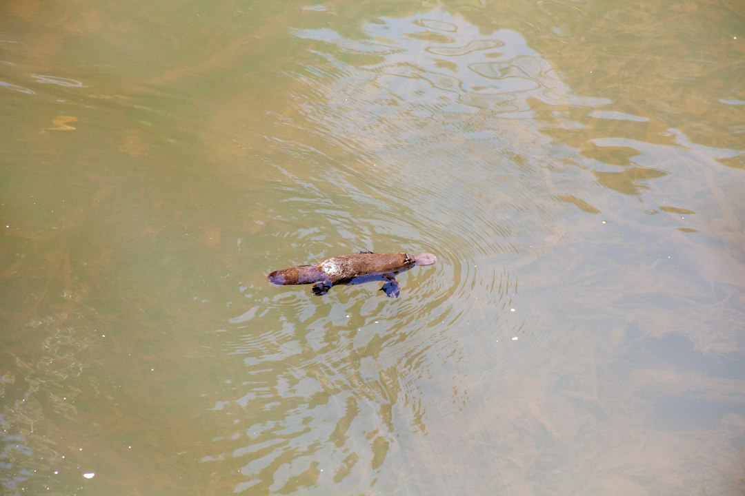 The Wonders of Monotremata: Exploring the Fascinating World of Platypus ...