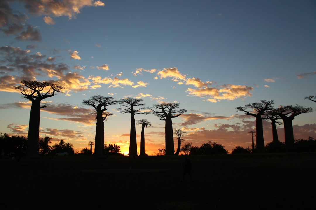 Exploring the Natural Wonders of Madagascar: A Journey Through the ...