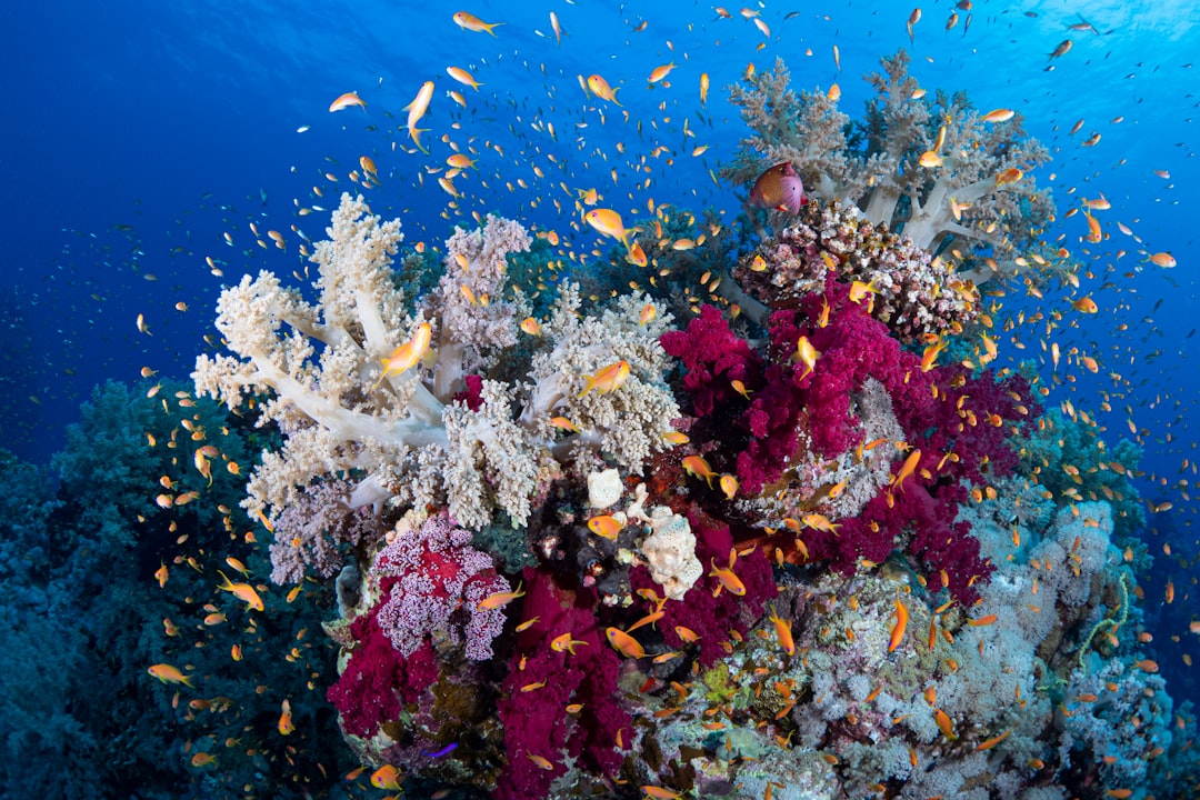 Human Impact on Coral Reefs - Earth Site Education