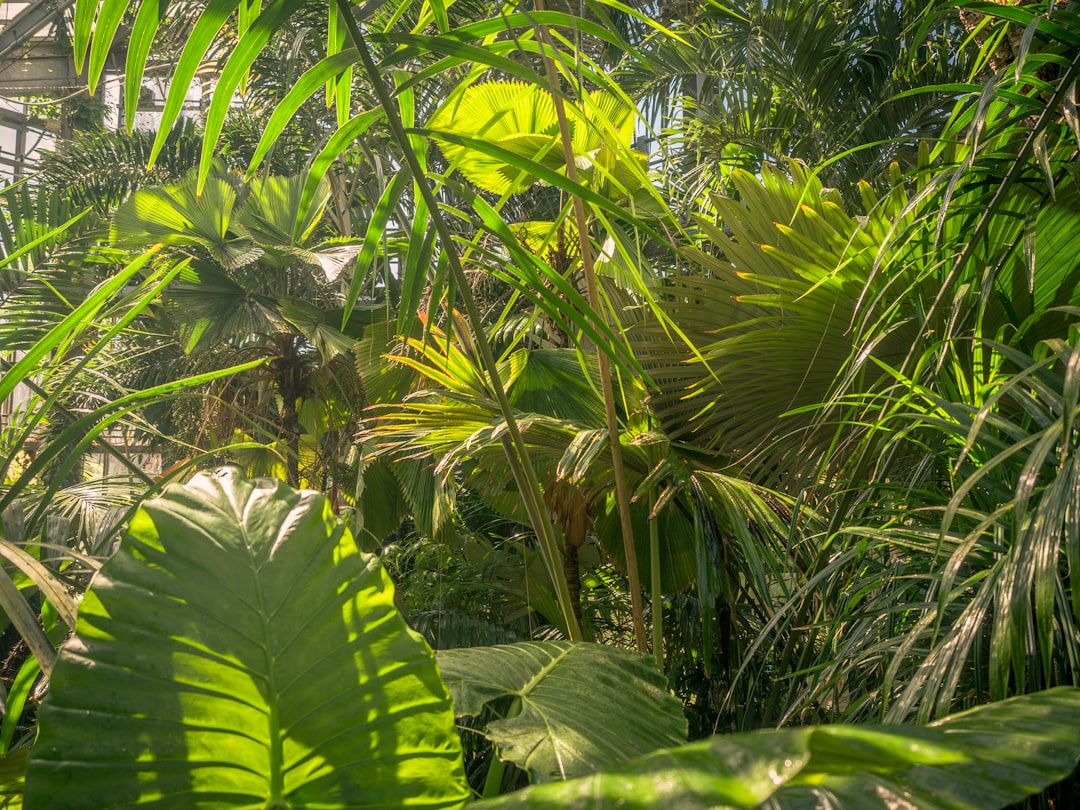 Climate Zones of Saint Lucia: Different Climate Regions Of Saint Lucia
