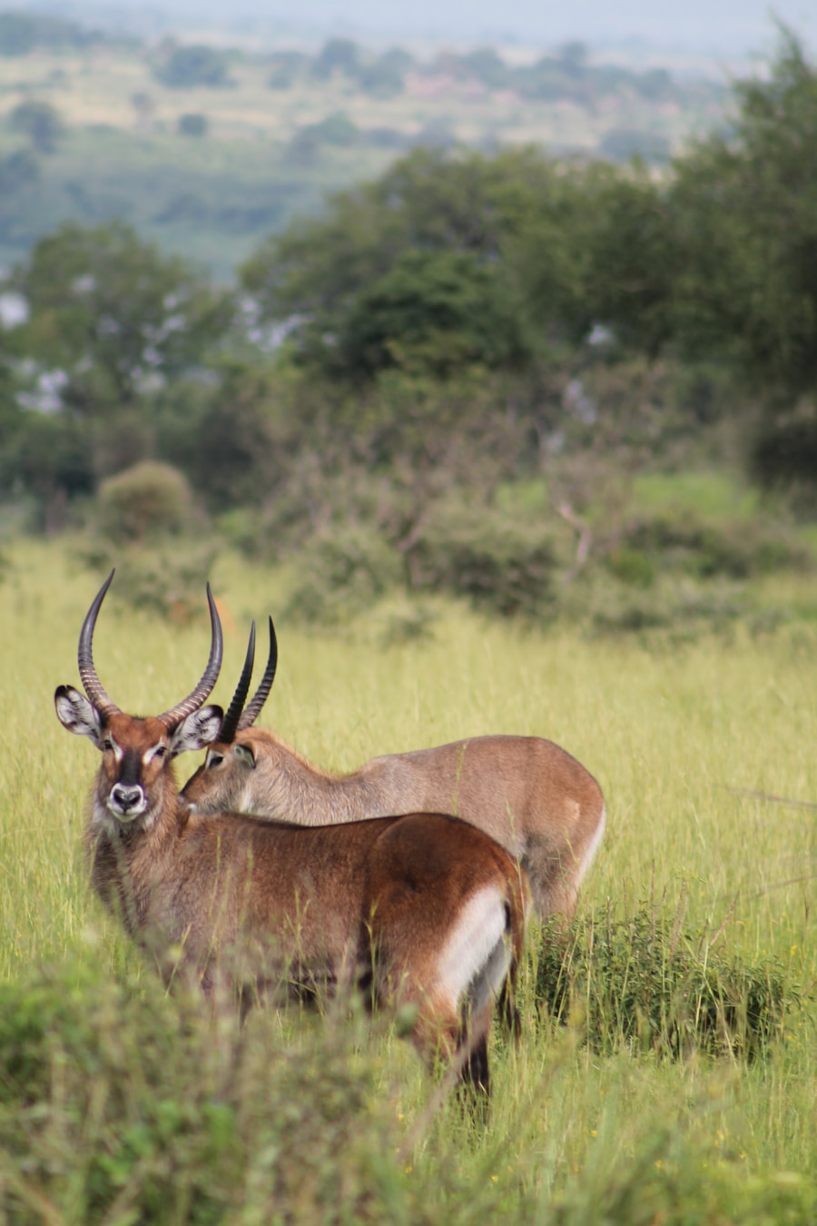 Exploring the Rich Flora and Fauna of Burundi