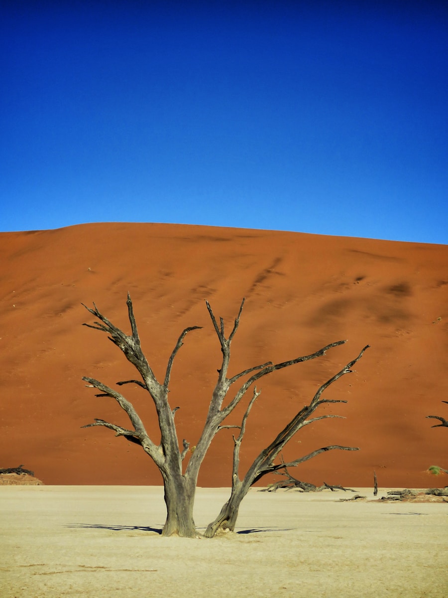 Exploring the Rich Flora and Fauna of Namibia