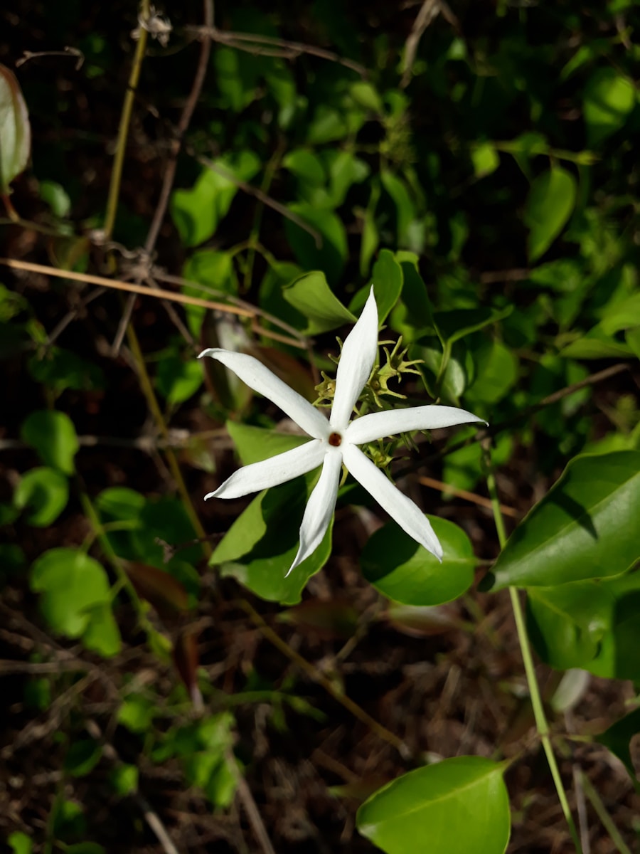 Discovering Nauru's Unique Flora and Fauna